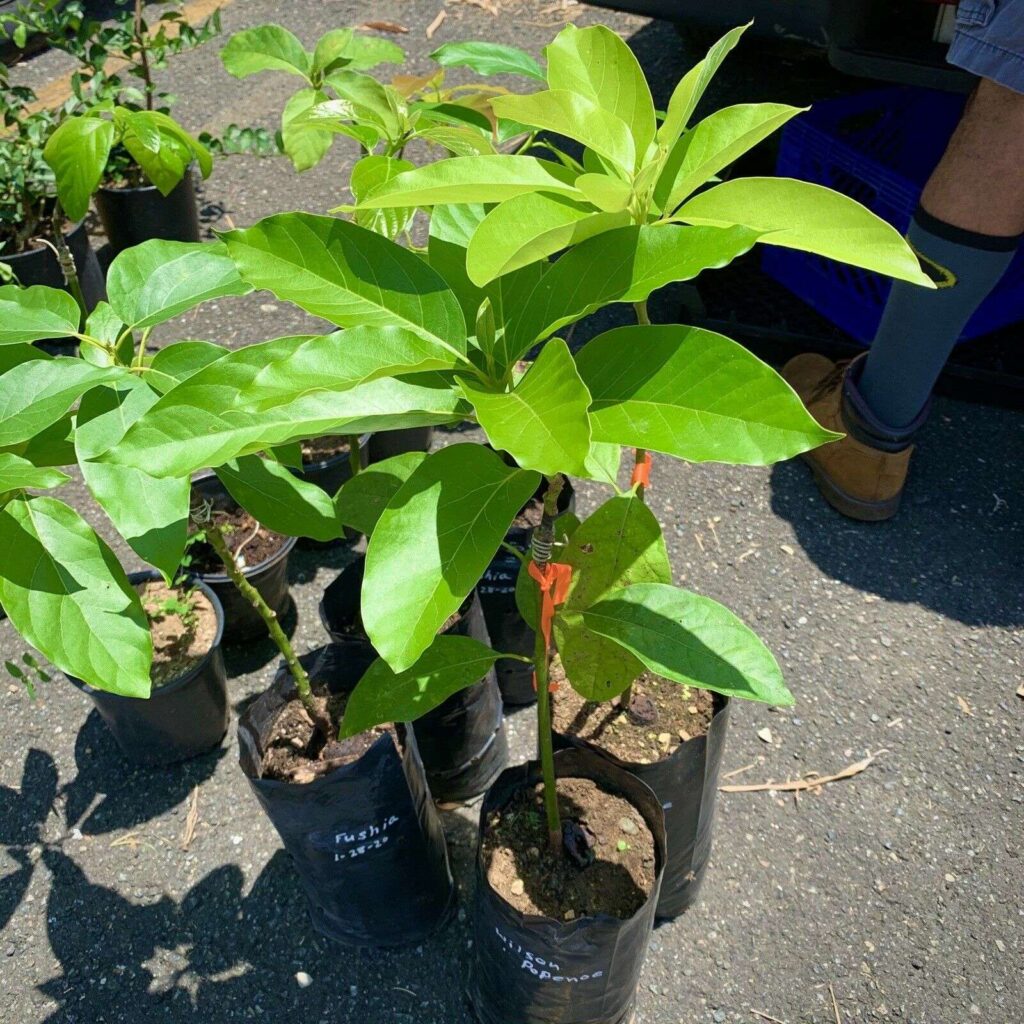Grafted Avocado pollock (Persea americana) tropical live fruit tree 12 ...