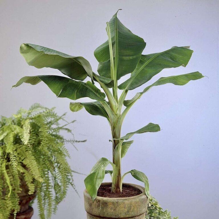 The Hua Moa banana / Hawaiian Plantain (Musa acuminata) live plant ...