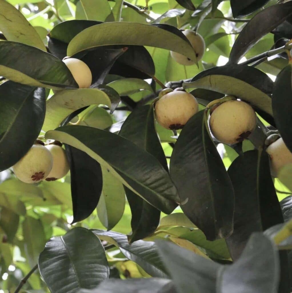 Mangosteen Garcinia mangostana Exotic fruit tree 10”-18” Irresistible ...