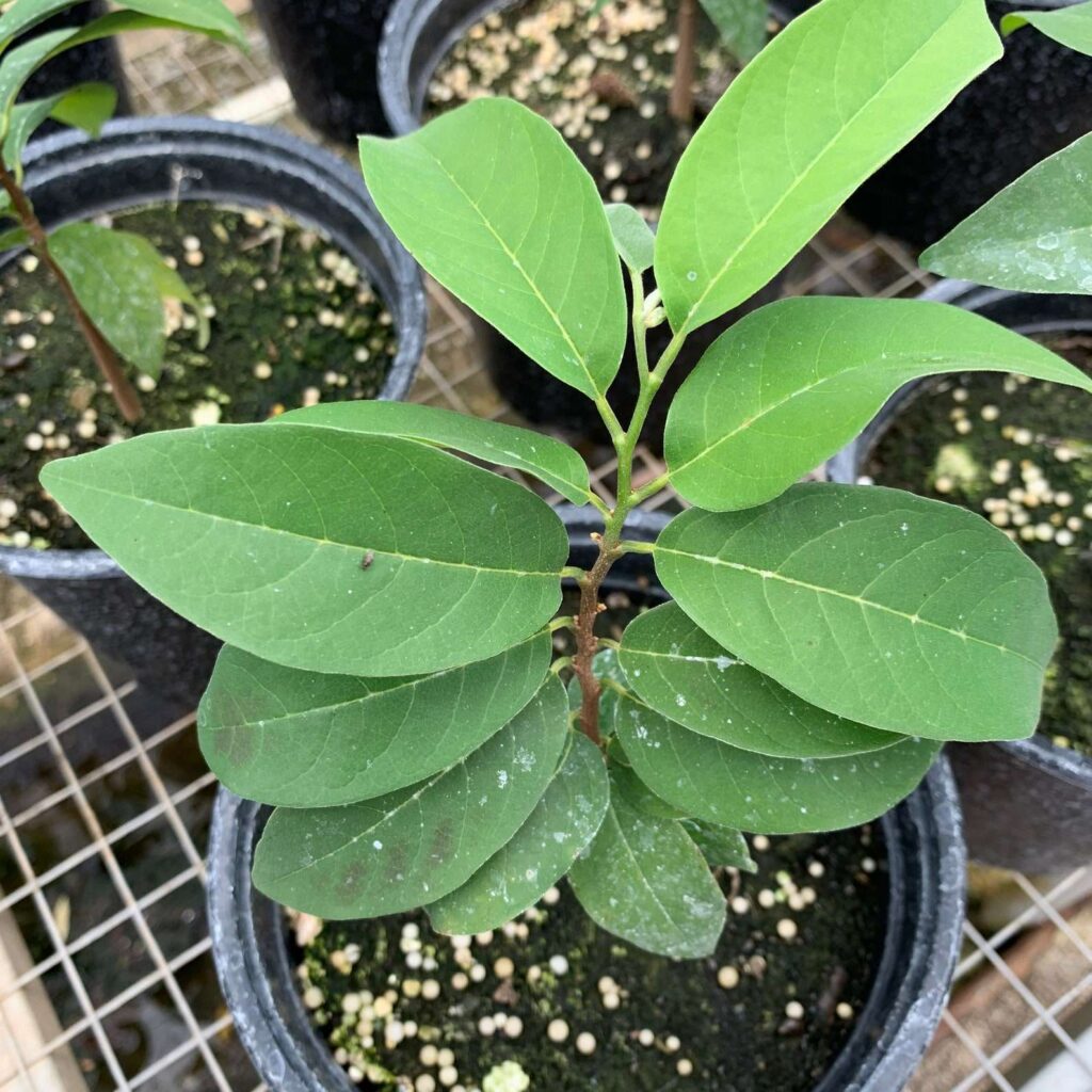Sugar Apple Live Fruit Tree » Tropical Plantae