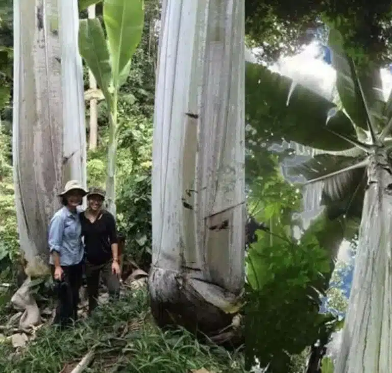 Largest giant banana live fruit plant ( musa ingens) seedlings ...