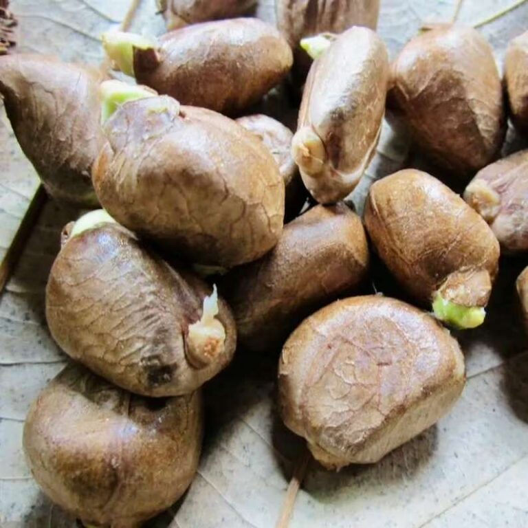 20 Breadfruit seeds (Artocarpus camansi ) » Tropical Plantae