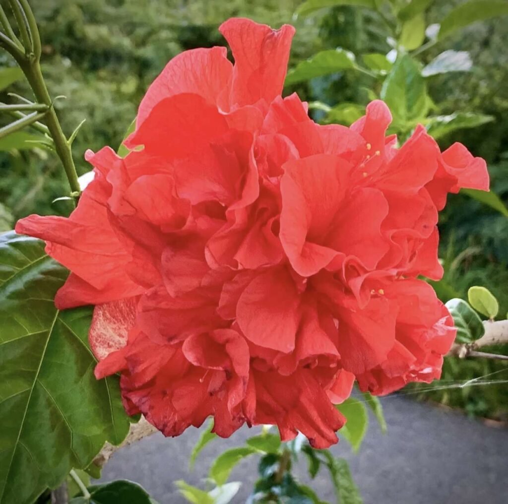 Hibiscus Japanese carnation » Tropical Plantae