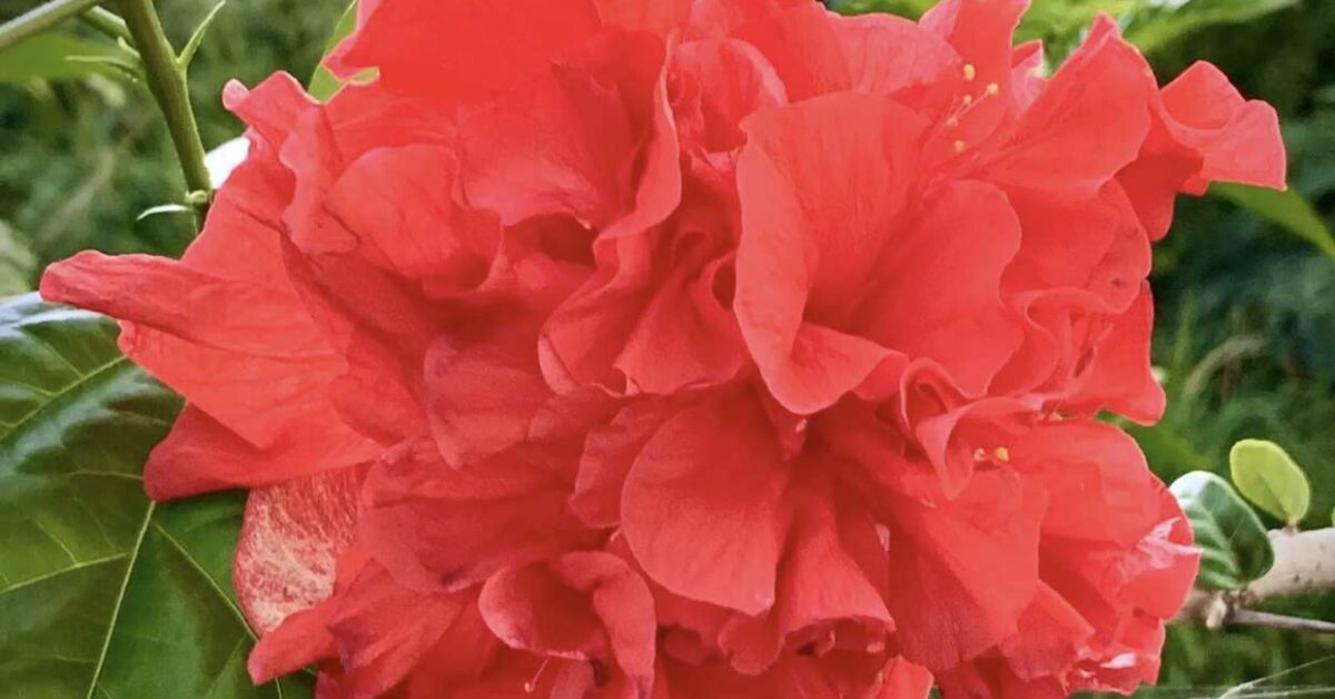 Hibiscus Japanese carnation » Tropical Plantae