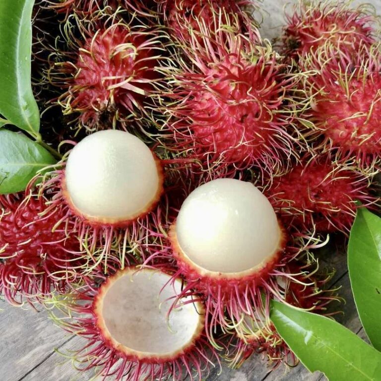Grafted Rambután (Nephelium lappaceum) exotic fruit tree 2’-3’ feet ...
