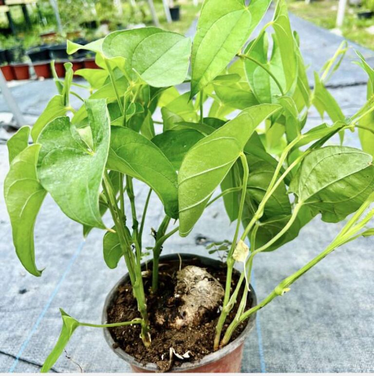 Lesser yam Ñame (Dioscorea alata) plant » Tropical Plantae