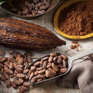 Cacao forastero (Theobroma cacao) tropical live fruit tree 1’-2’ feet ...