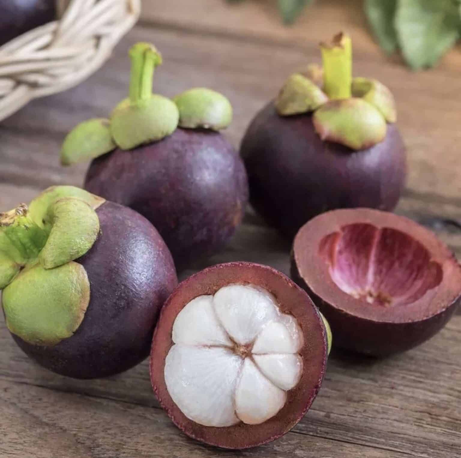 Mangosteen (Garcinia mangostana) Exotic fruit tree 10”-12” » Tropical ...