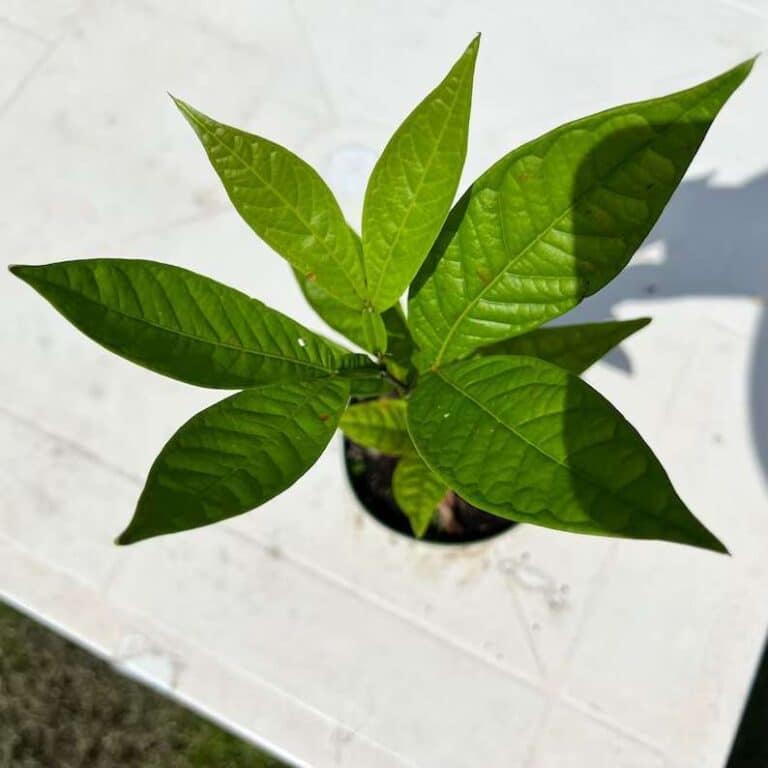 Jumbo Ice Cream Bean Tree (inga edulis) Guama machete tropical fruit ...
