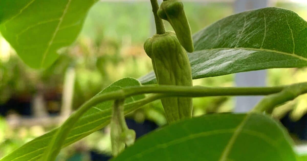 Sugar Apple Live Fruit Tree » Tropical Plantae