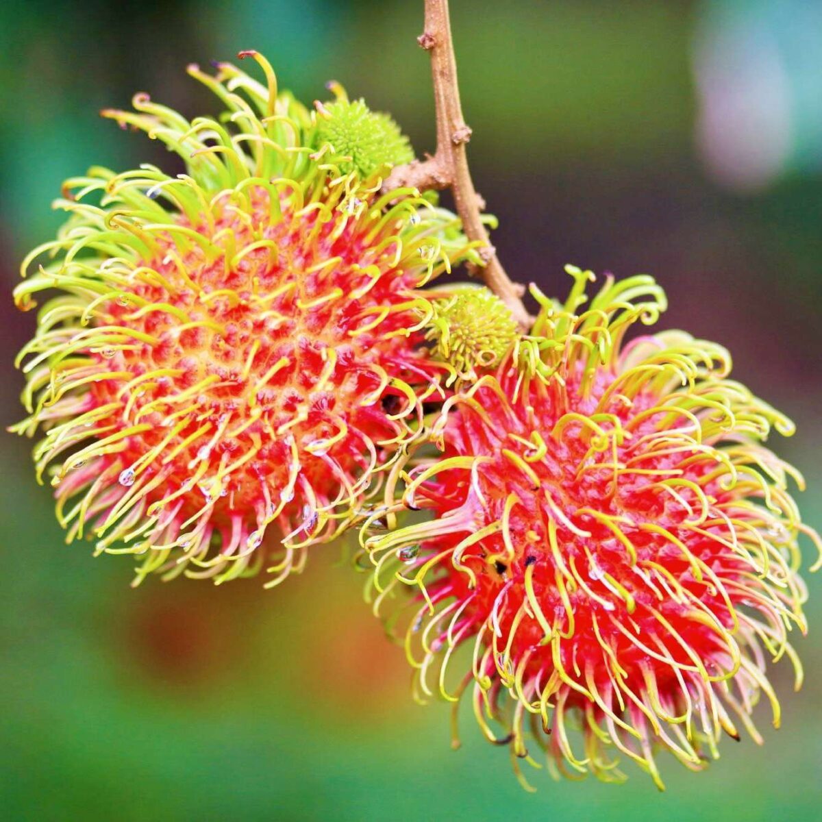 Grafted Rambután (Nephelium lappaceum) exotic fruit tree 2’-3’ feet ...