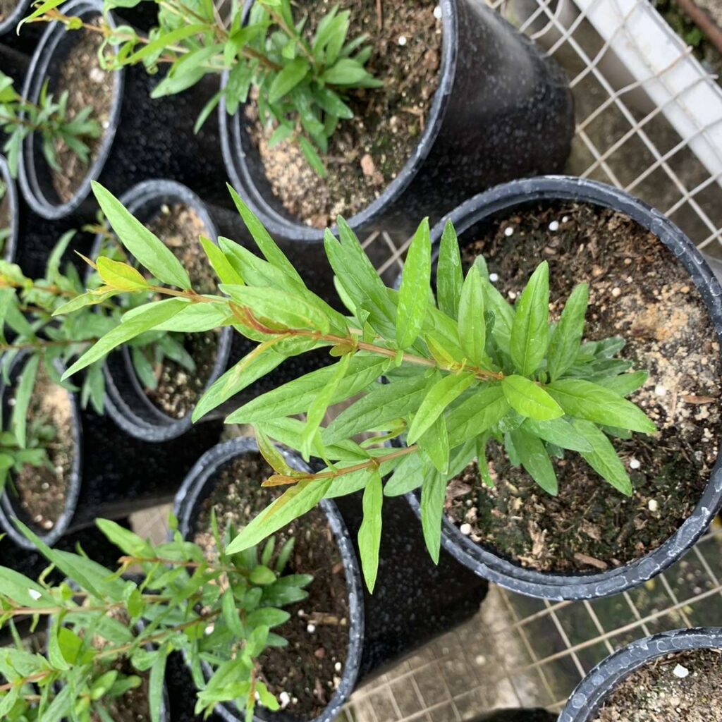 Amla / Indian gooseberry (Emblica officinalis) live tropical fruit tree ...