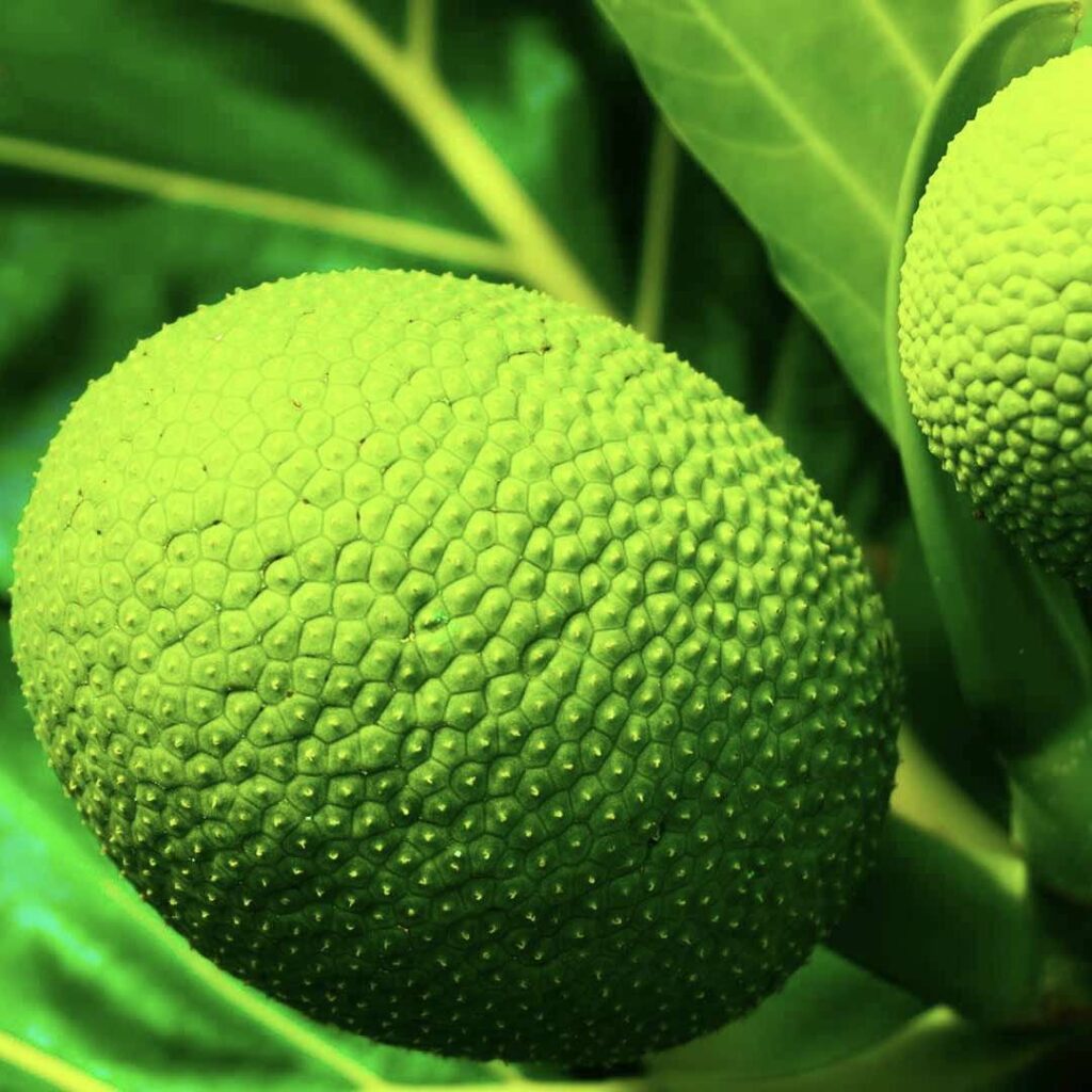 Grafted breadnut tropical live fruit tree 3’-4’ feet » Tropical Plantae