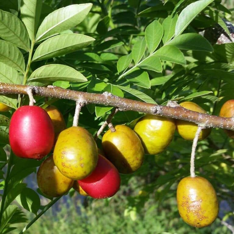 Spanish plum / Red Mombin (Spondias purpurea) topical fruit live tree ...
