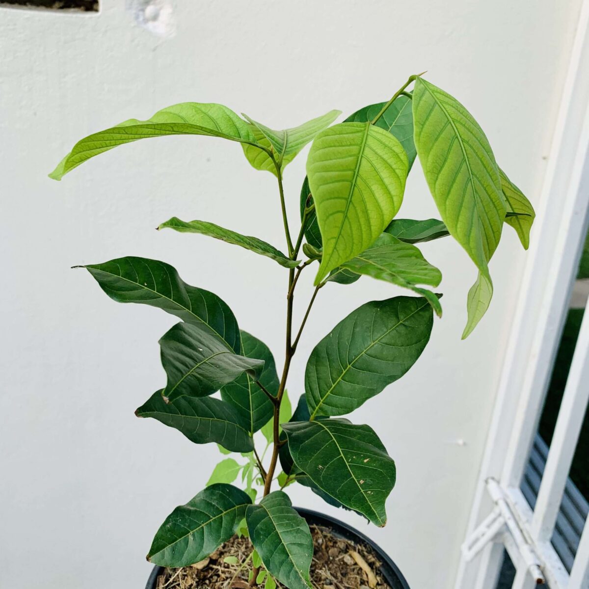 Grafted Rambután (Nephelium lappaceum) exotic fruit tree 2’-3’ feet ...