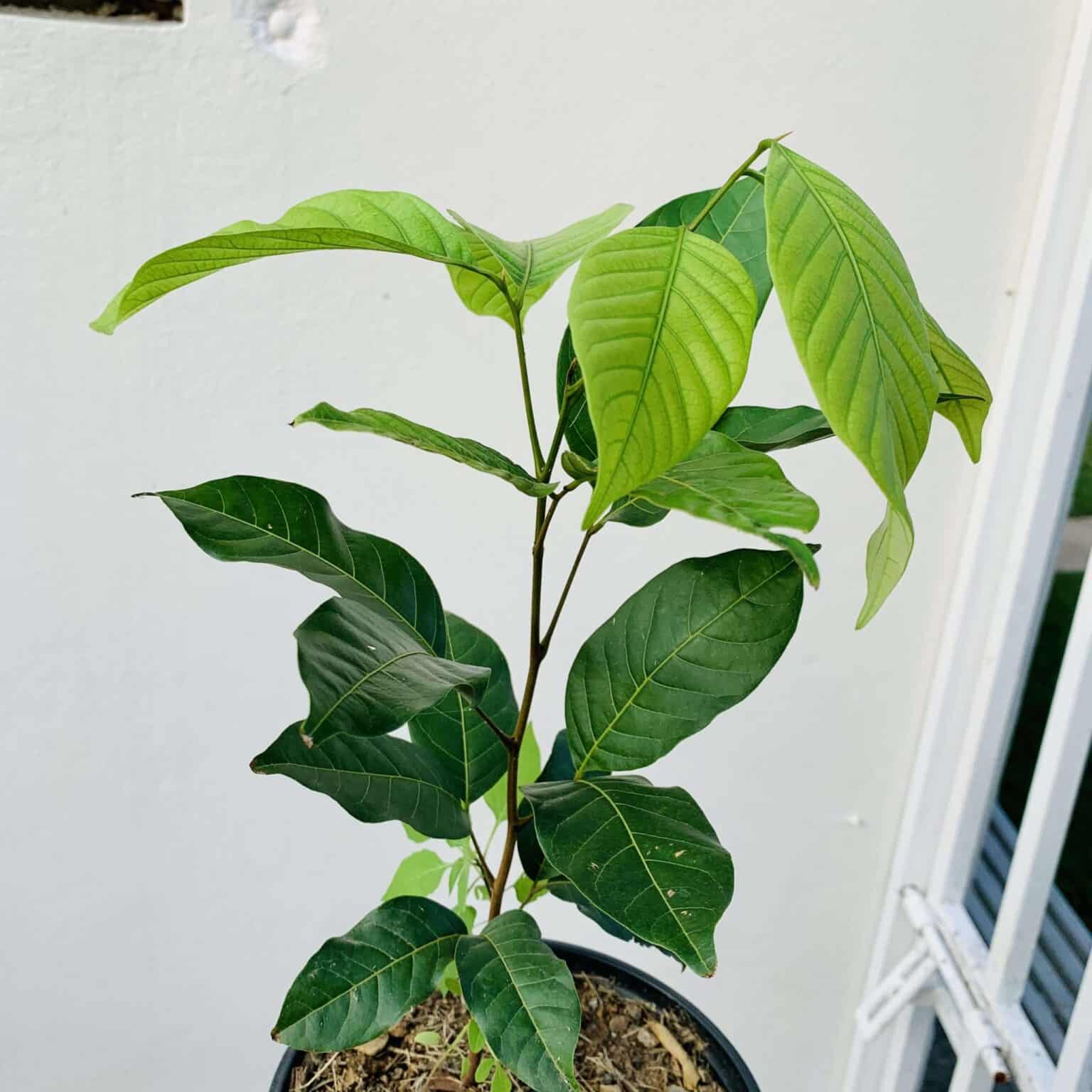 Grafted Rambután (Nephelium lappaceum) exotic fruit tree 2’-3’ feet ...