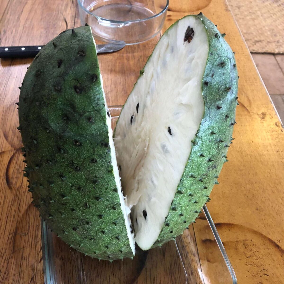 Giant Soursop Fruit Tree (Annona muricata) 3’-4’ Ready to give fruit ...