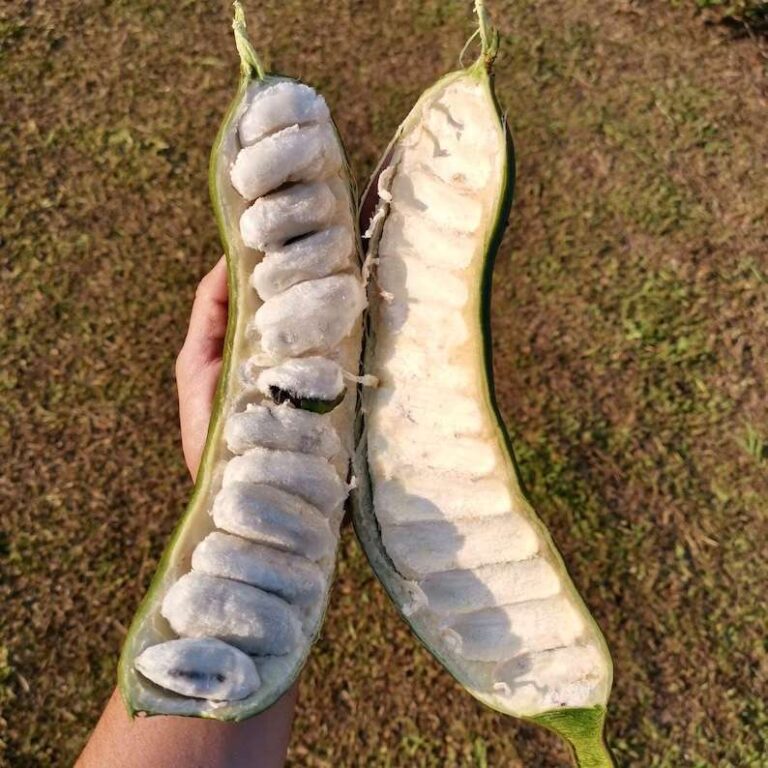 Jumbo Ice Cream Bean Tree (inga edulis) Guama machete tropical fruit ...