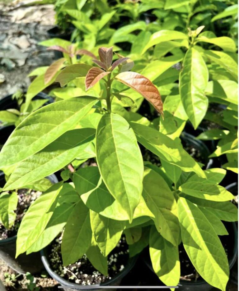 Avocado longneck ( persea americana )tropical fruit tree 1’-2’ feet ...