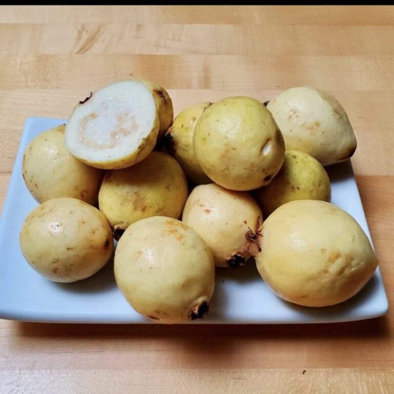 Mexican Guava (Psidium guajava )fruit tree 1’-2’ » Tropical Plantae