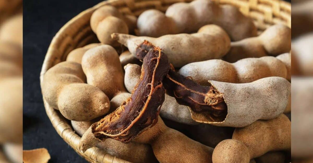 Sour Tamarind (tamarindus indica) live fruit tree 2'-3' feet tall ...