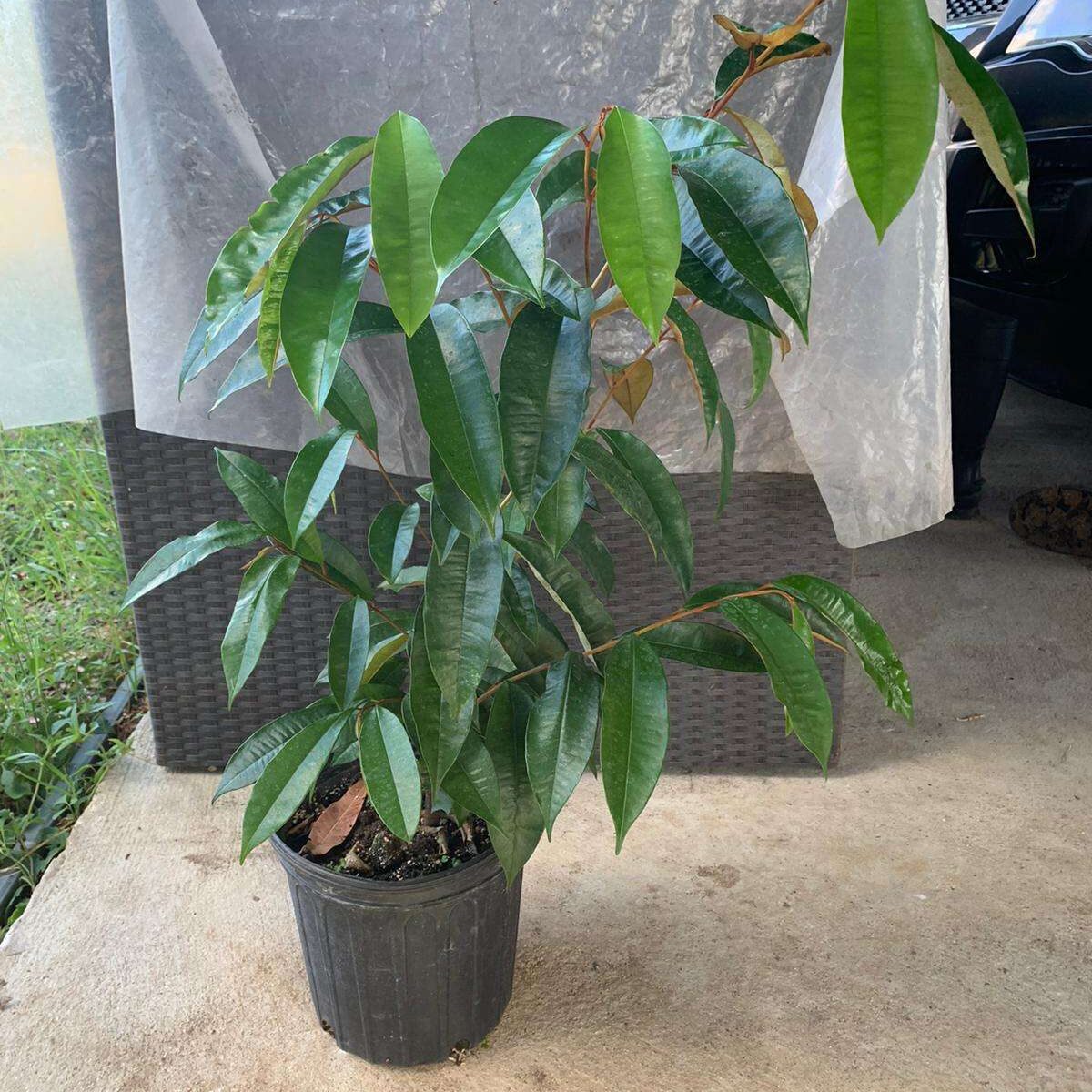 Coconut Cream mango tree (mangifera) tropical big live fruit tree 3’-4 ...