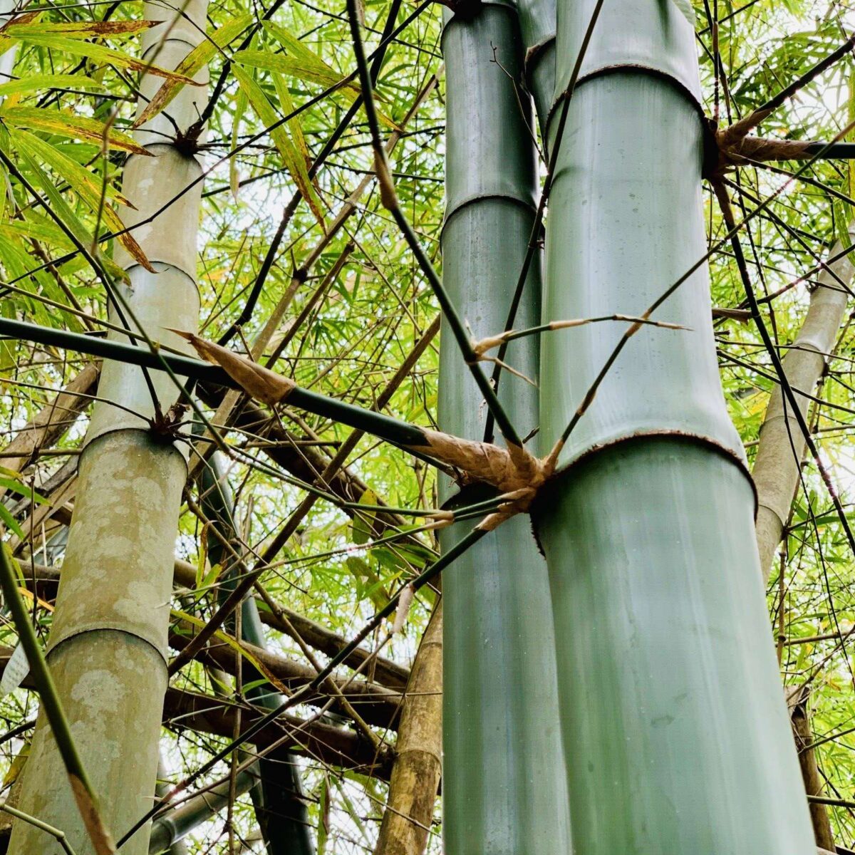 Bamboo (bambusa vulgaris) live plant 12″-24″ Vibrant tree – Tropical ...