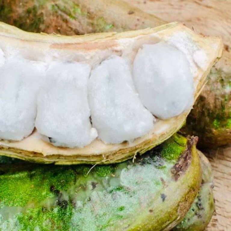 Jumbo Ice Cream Bean Tree (inga edulis) Guama machete tropical fruit ...