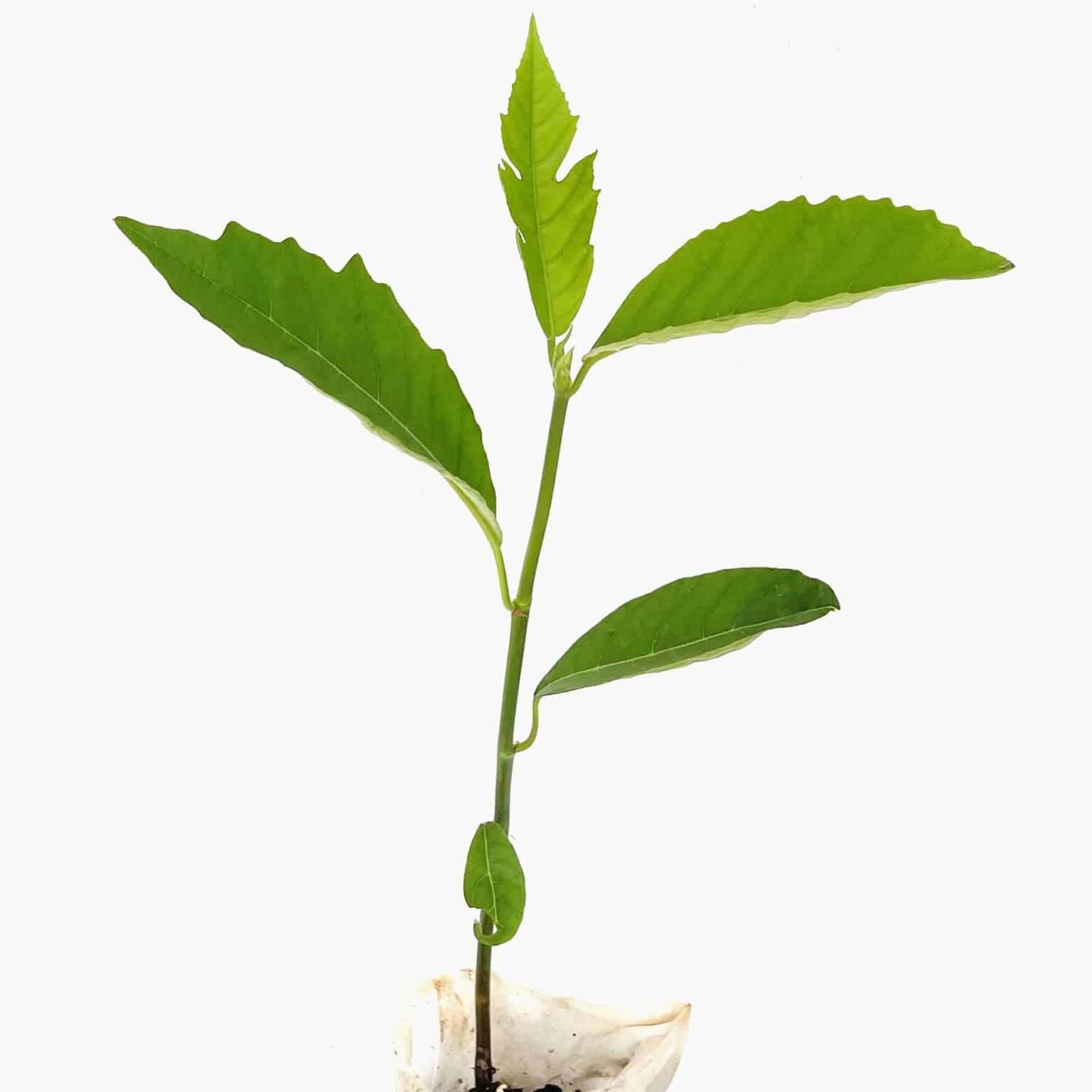 Largest giant banana live fruit plant ( musa ingens) seedlings ...