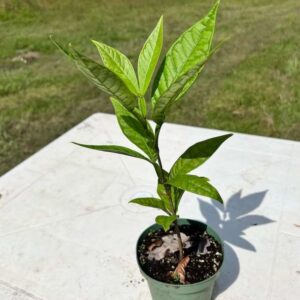 Jumbo Ice Cream Bean Tree (inga edulis) Guama machete tropical fruit ...