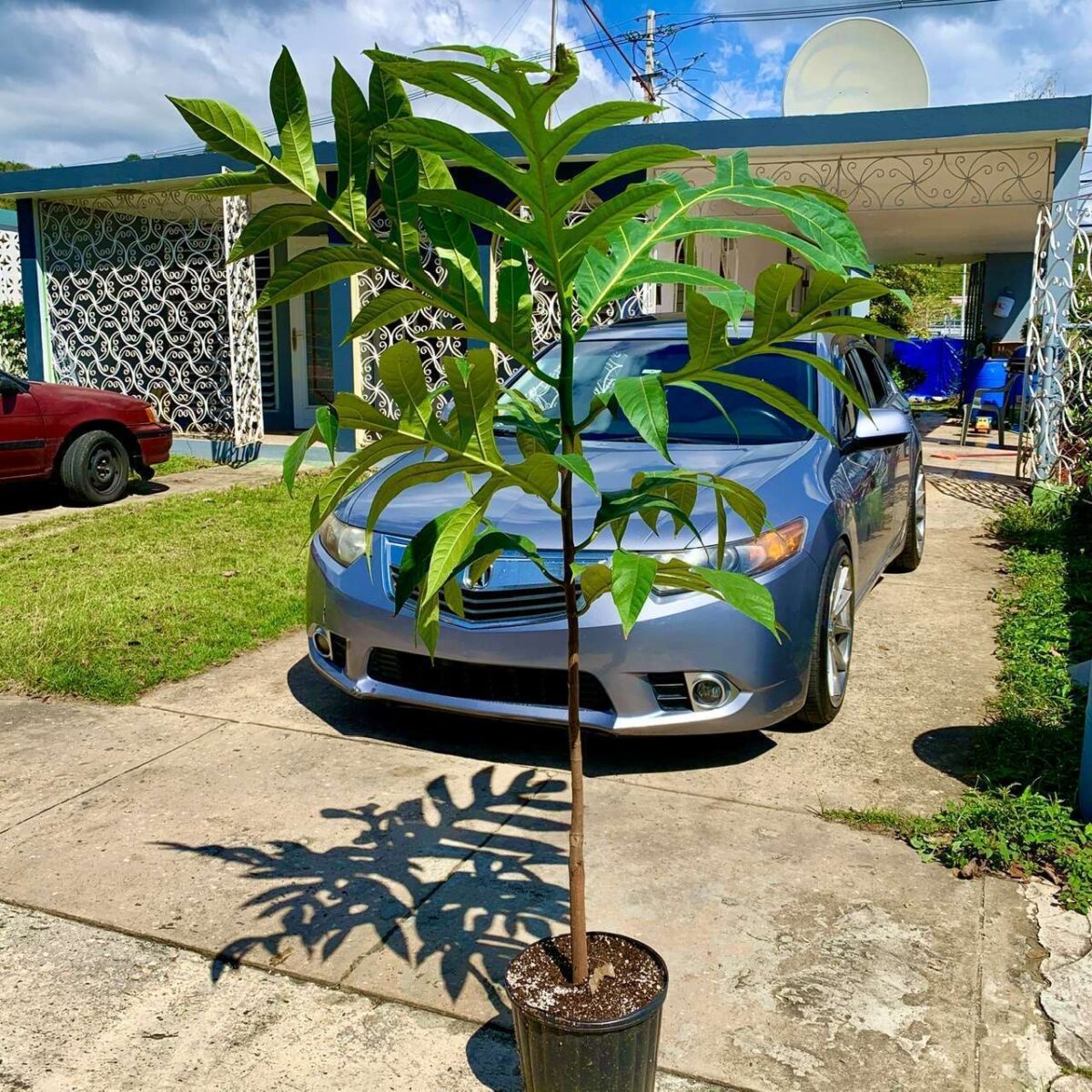 Grafted breadnut tropical live fruit tree 3’-4’ feet » Tropical Plantae