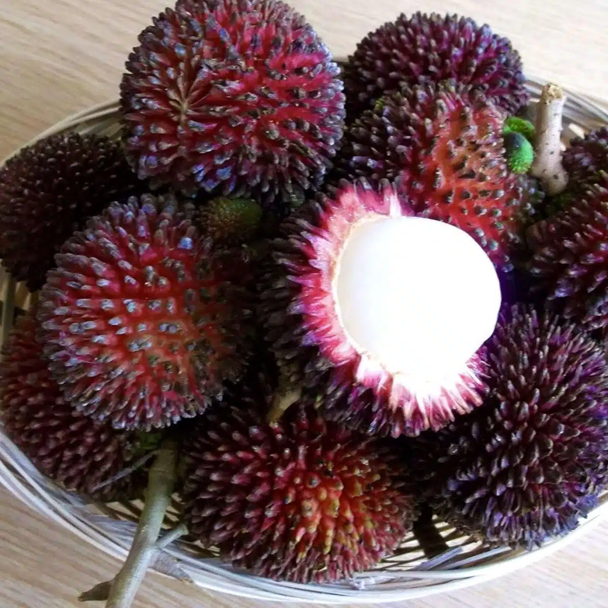 Largest giant banana live fruit plant ( musa ingens) seedlings ...