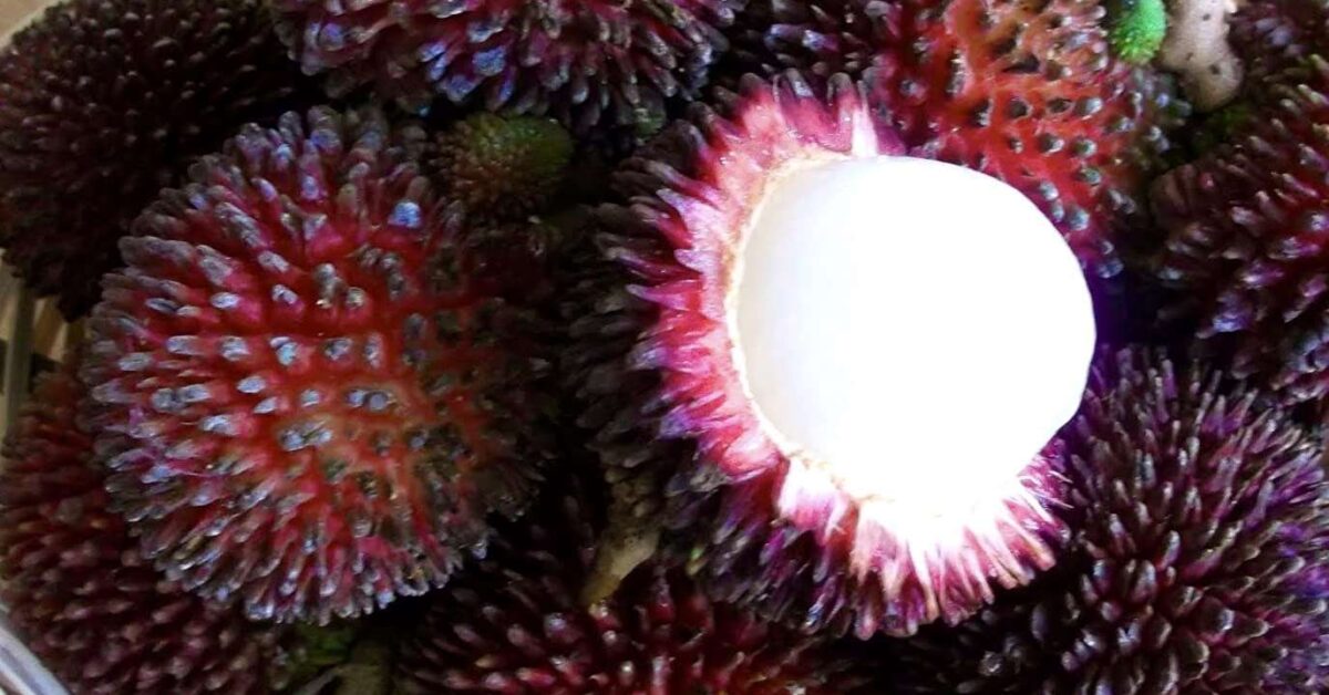 Grafted Pulasan (Nephelium ramboutan-ake) Exotic fruit tree 24”-36 ...