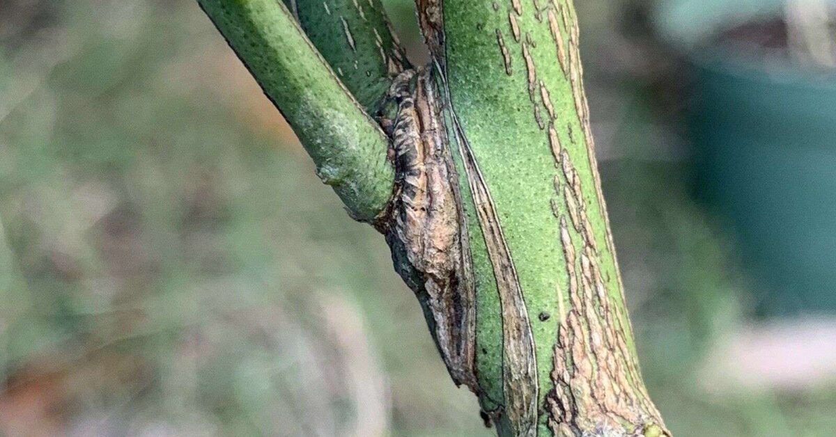 Grafted pink grapefruit live fruit tree 2’-3’ tall » Tropical Plantae