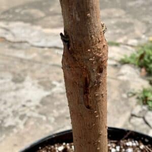 Grafted breadnut tropical live fruit tree 3’-4’ feet » Tropical Plantae
