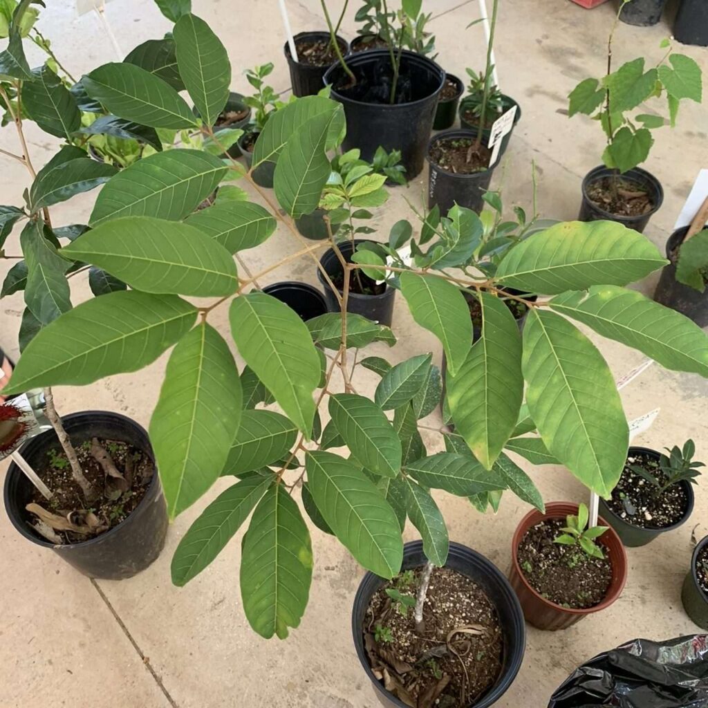 Grafted Rambután (Nephelium lappaceum) exotic fruit tree 2’-3’ feet ...