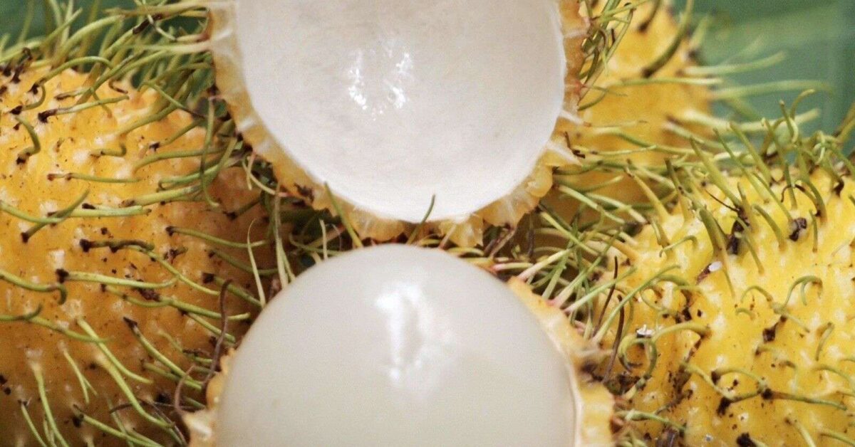 Yellow Rambután (Nephelium lappaceum) exotic fruit live tree 12”-24 ...