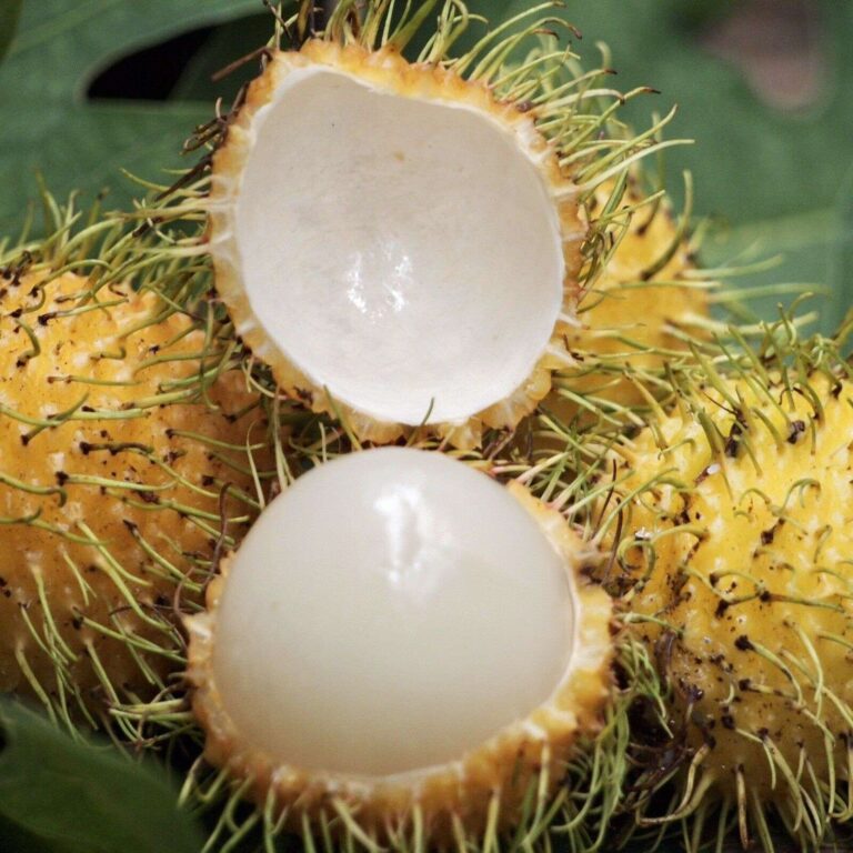 Grafted Yellow Rambután (Nephelium lappaceum) exotic fruit live tree 24 ...