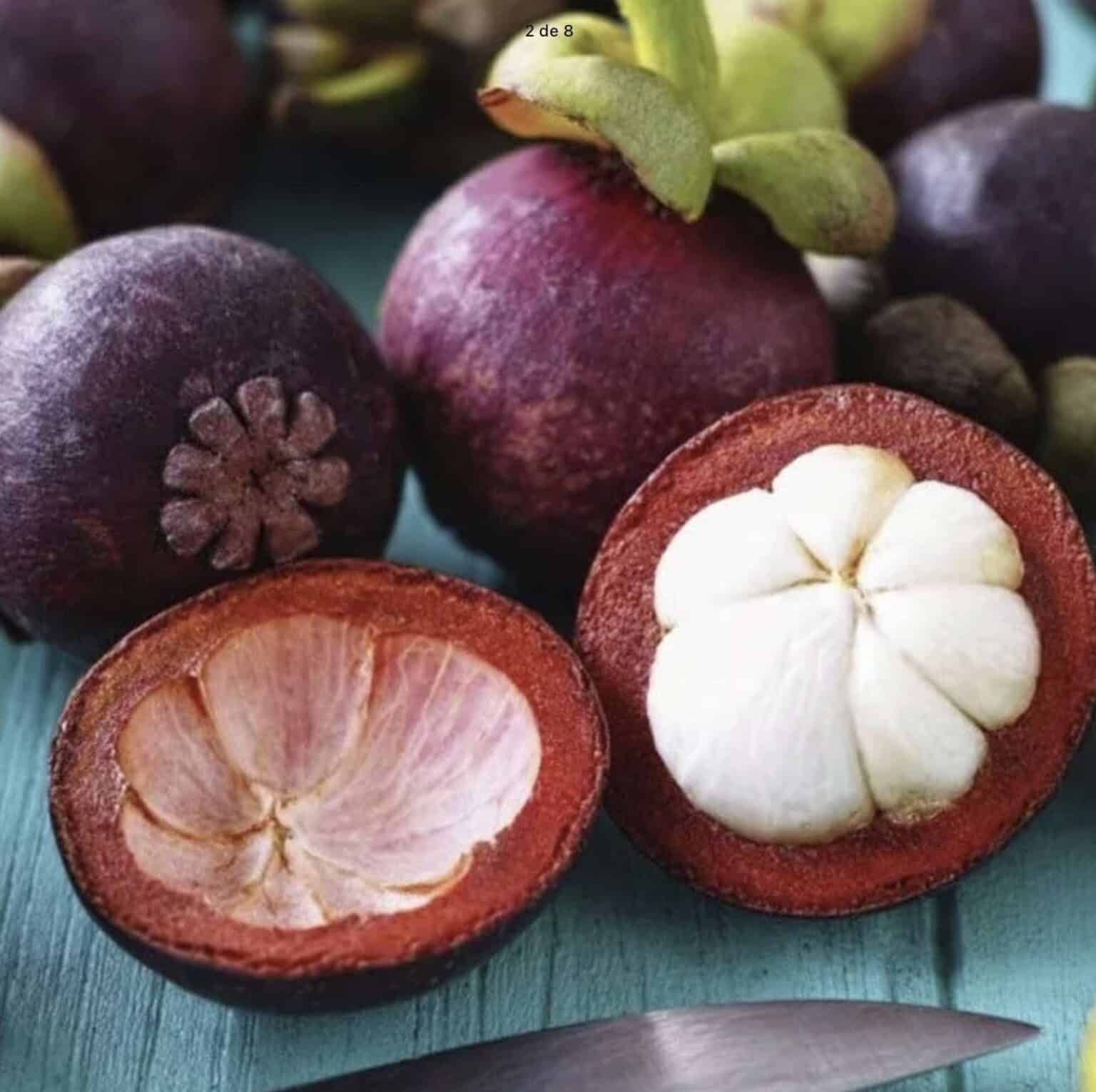 Mangosteen (Garcinia mangostana) Exotic fruit tree 10”-12” » Tropical ...