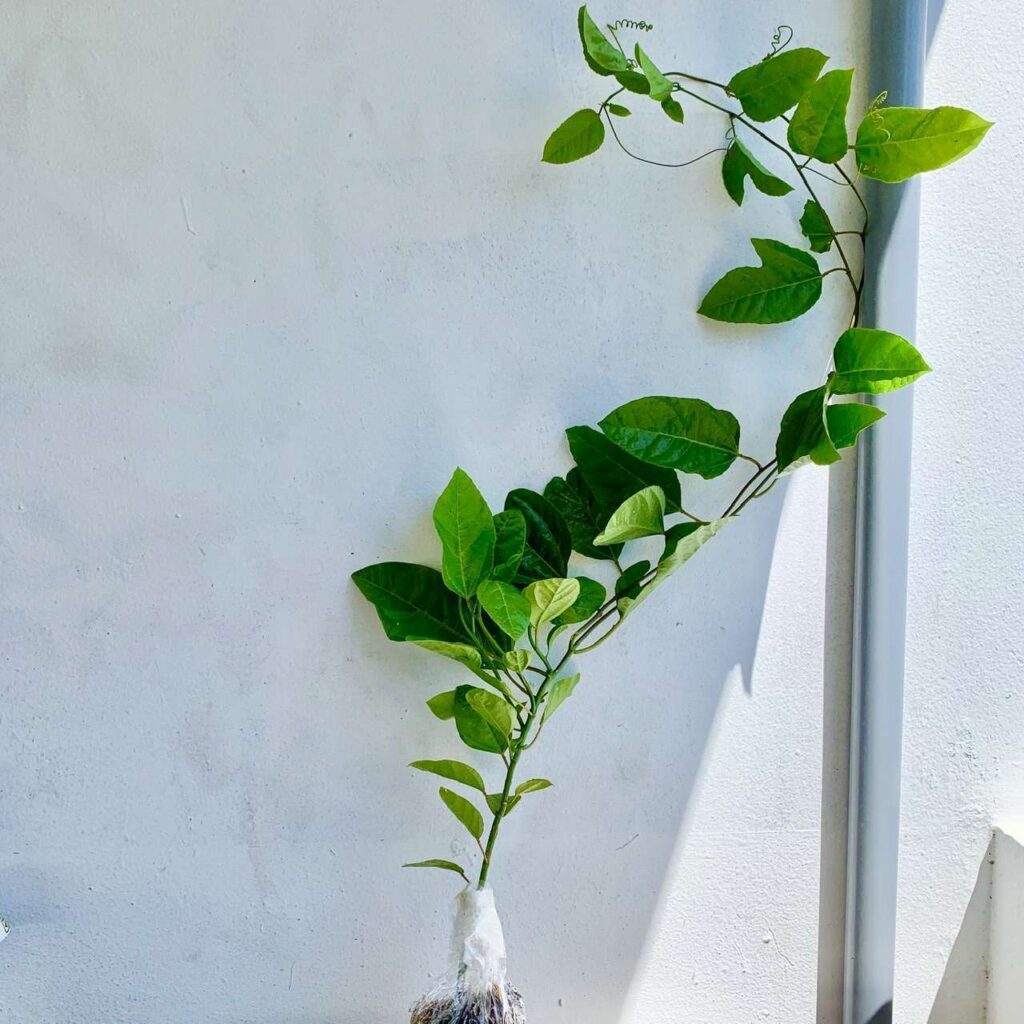 Passion fruit live fruit plant 1’-2’ » Tropical Plantae