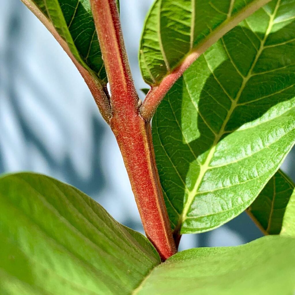 Red Guava tropical fruit tree 12”-24” » Tropical Plantae