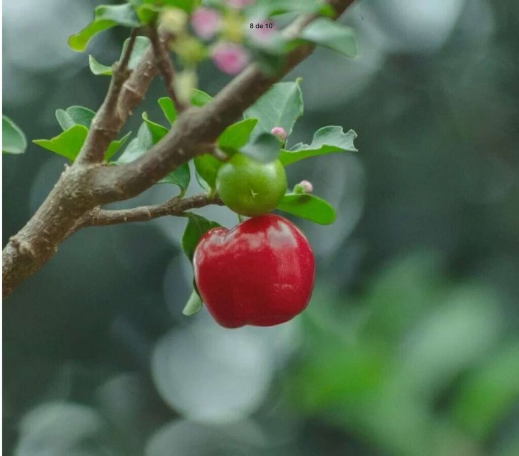 Acerola (Malpighia emarginata) fruit tree 2'-3' feet tall ready to ...
