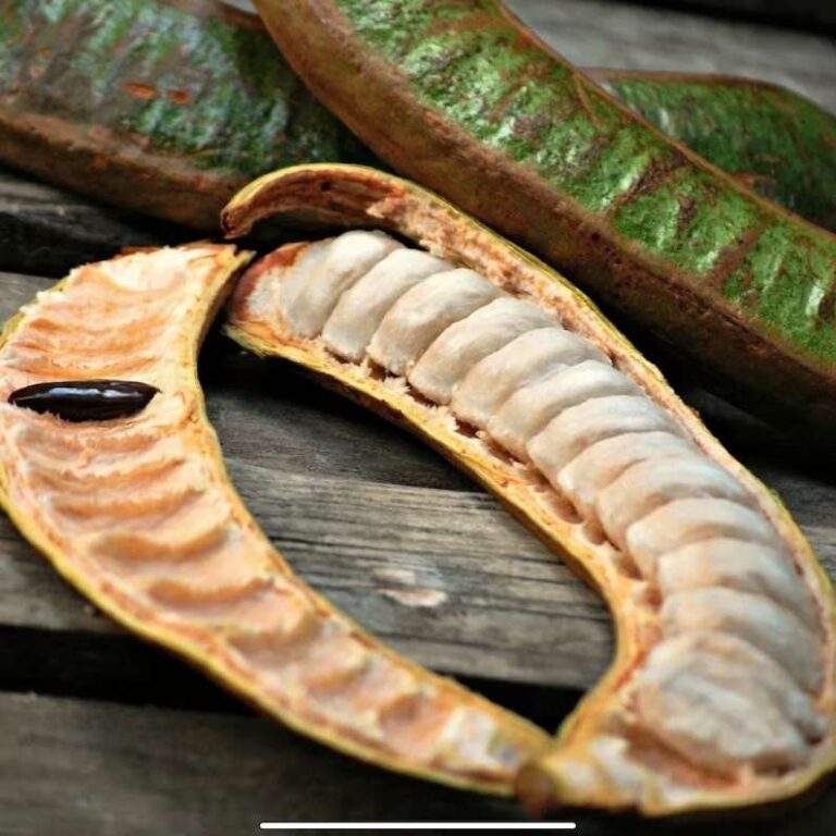 Jumbo Ice Cream Bean Tree (inga edulis) Guama machete tropical fruit ...