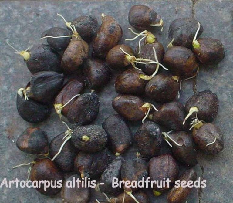 20 Breadfruit seeds (Artocarpus camansi ) » Tropical Plantae