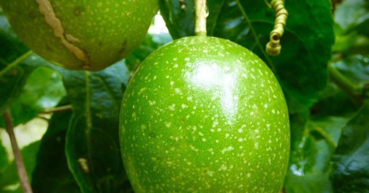 Passion fruit live fruit plant 1’-2’ » Tropical Plantae