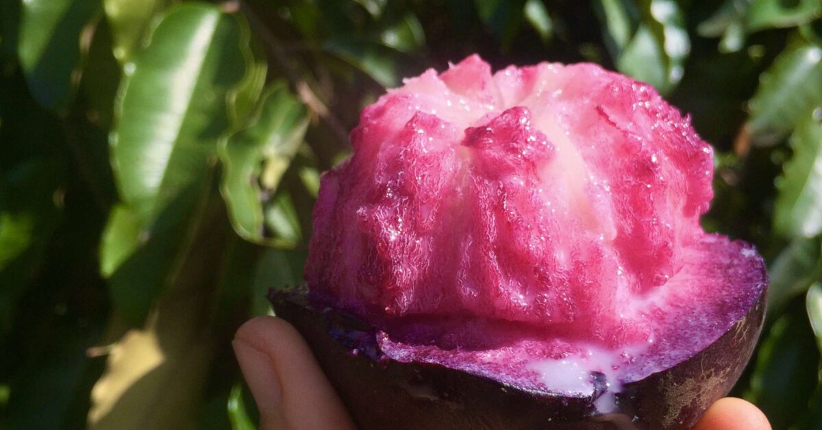 Star Apple ( Chrysophyllum cainito) Caimito tropical live fruit tree 1 ...