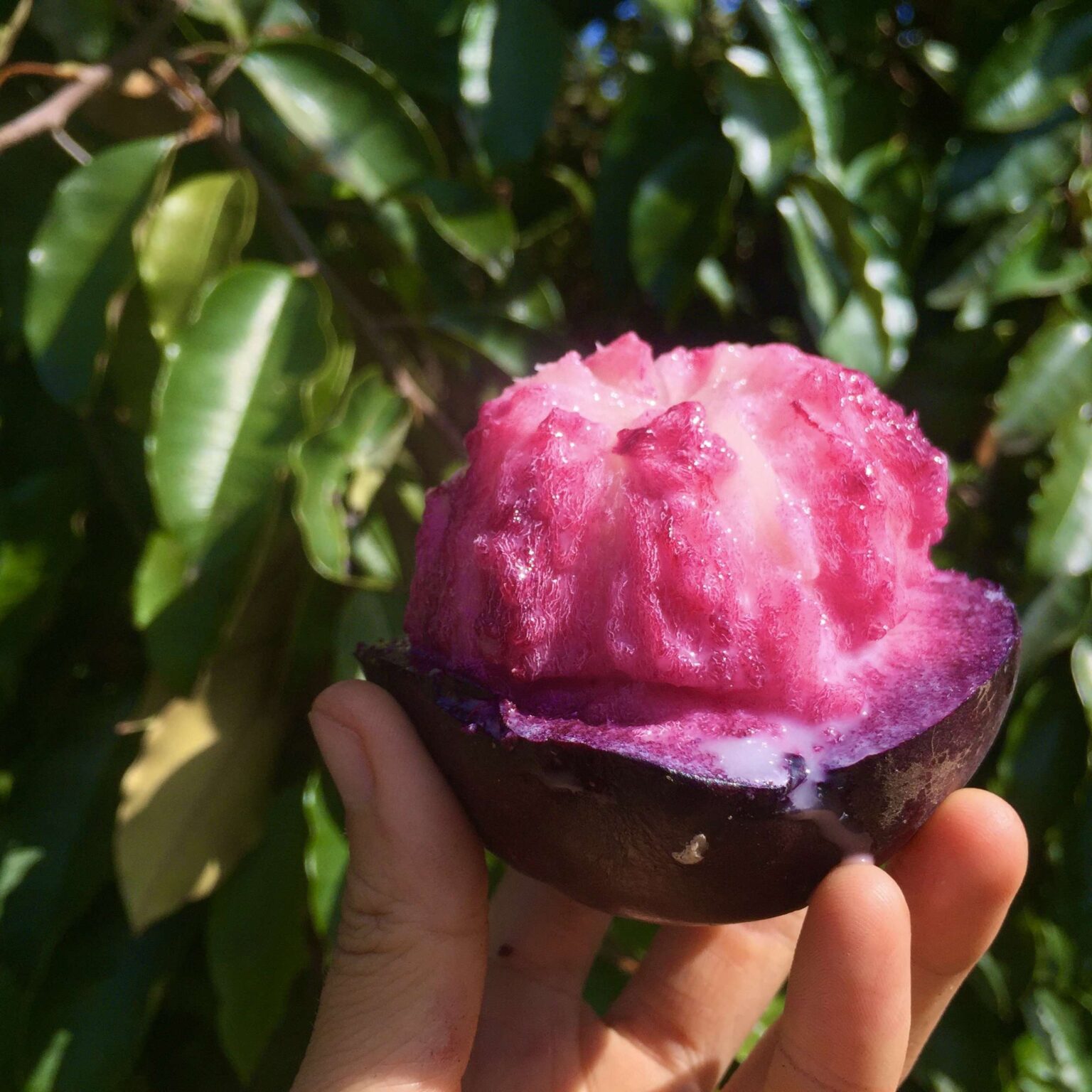 Star Apple ( Chrysophyllum cainito) Caimito tropical live fruit tree 1 ...