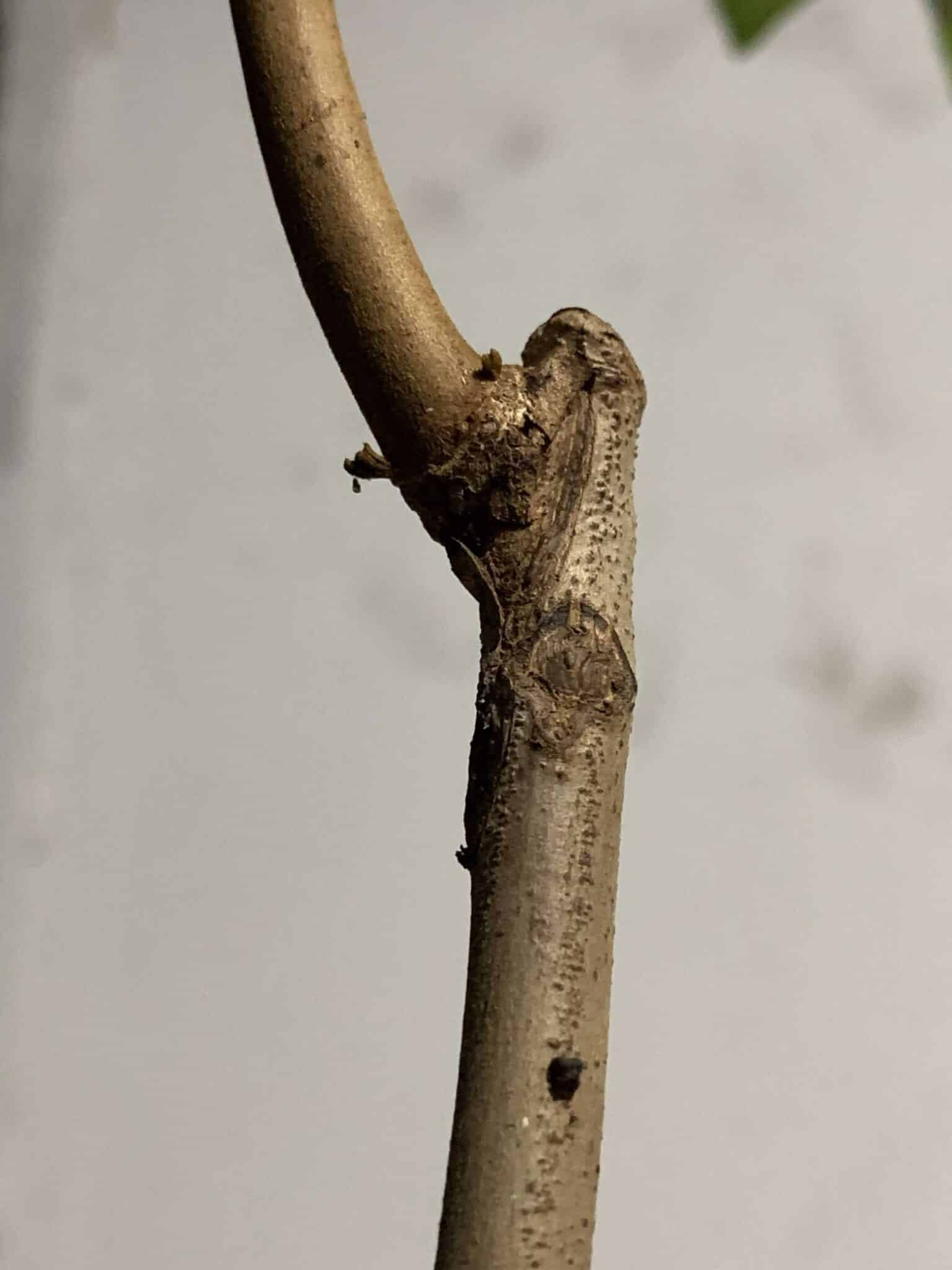 Grafted Rambután (Nephelium lappaceum) exotic fruit tree 2’-3’ feet ...