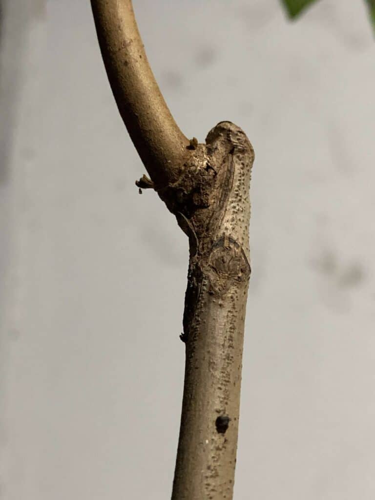 Grafted Rambután (Nephelium lappaceum) exotic fruit tree 2’-3’ feet ...