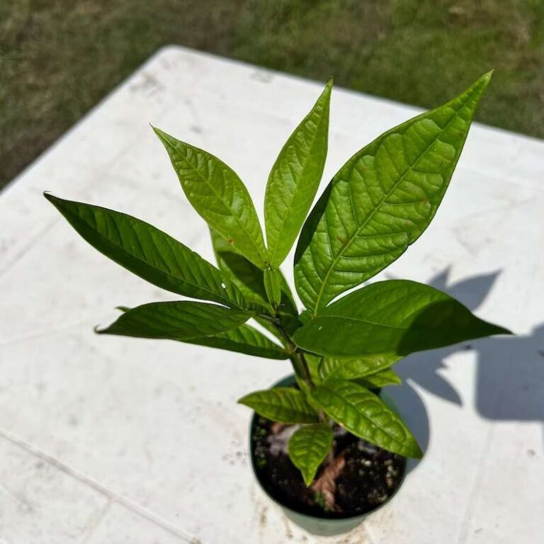 Jumbo Ice Cream Bean Tree (inga edulis) Guama machete tropical fruit ...
